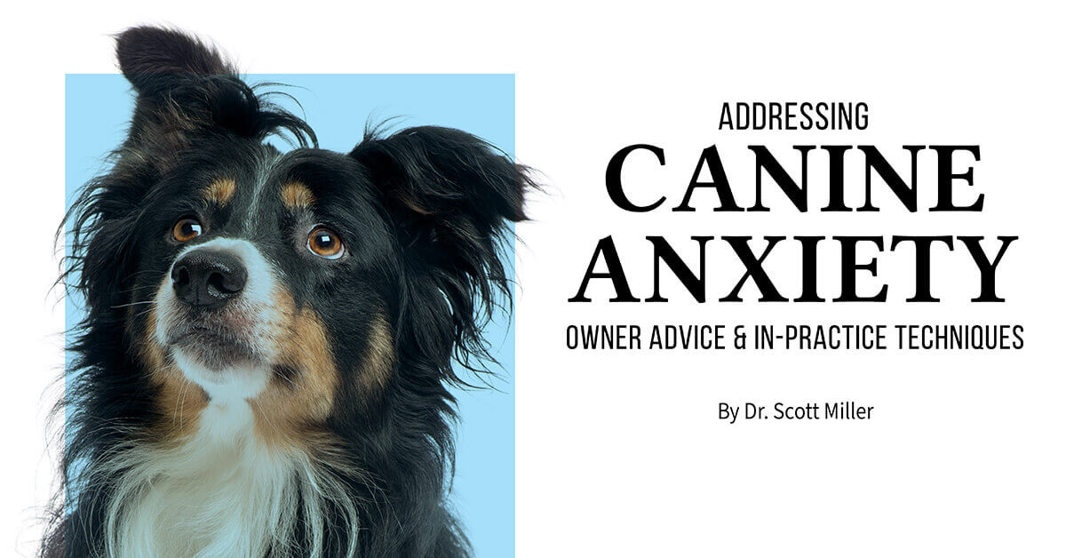 Addressing Canine Anxiety: Owner Advice and in-Practice Techniques