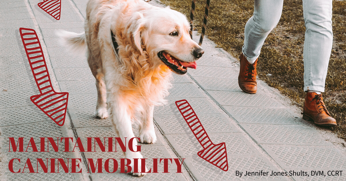 Maintaining Canine Mobility through Multi-Modal Management of ...